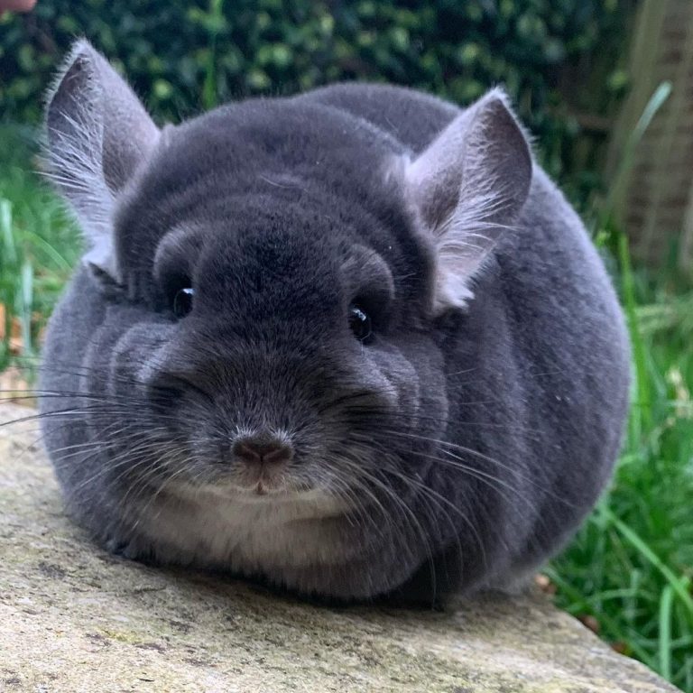 Adorable Violet Chinchillas Look Perfectly Round From Behind