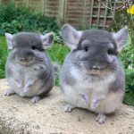 Adorable Violet Chinchillas Look Perfectly Round From Behind