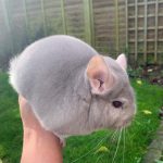 Adorable Violet Chinchillas Look Perfectly Round From Behind
