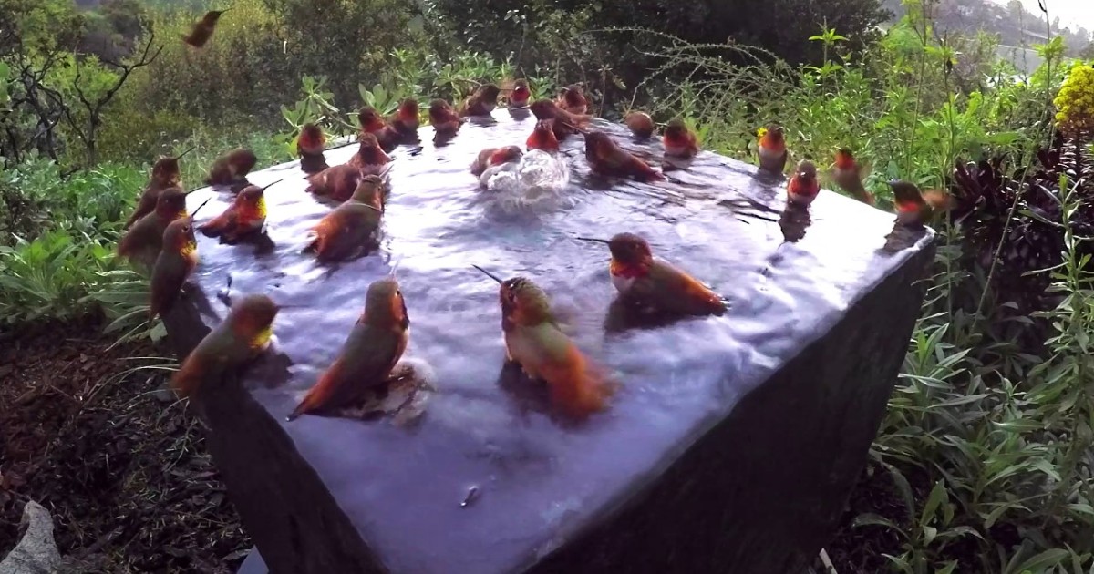 30 Hummingbirds Gather In Bird Bath For A Mini Pool Party
