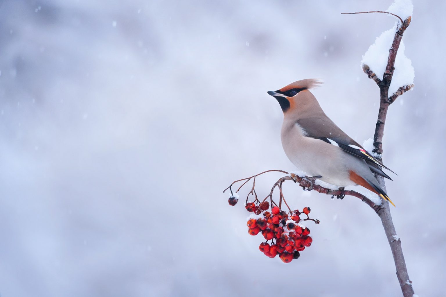 Photographer Captured An Adorable Laughing Dormouse Perched On A Flower