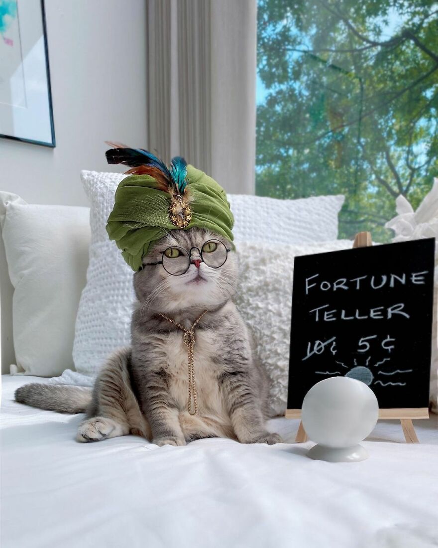 Abandoned Cat Finds A Forever Home And Becomes An Instagram Model With ...