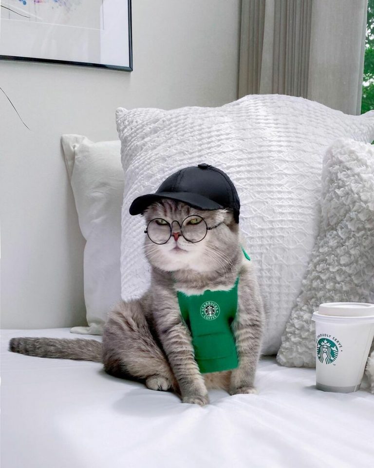 Abandoned Cat Finds A Forever Home And Becomes An Instagram Model With ...