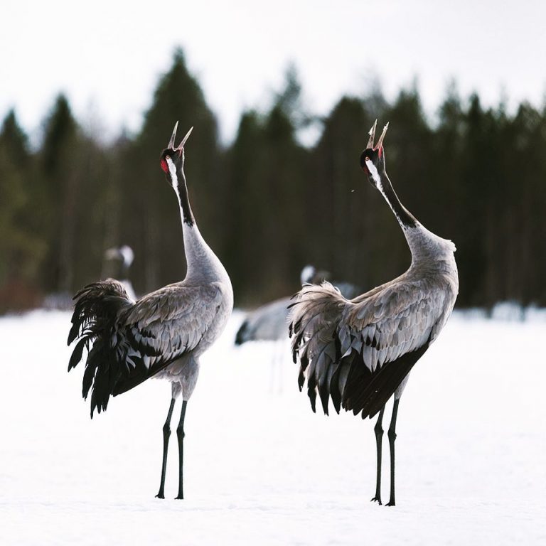 Photographer Captured An Adorable Laughing Dormouse Perched On A Flower