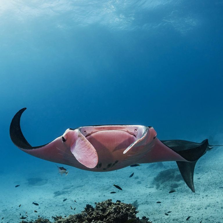 Photographer Captures Stunning Photos Of A Rare Pink Manta Ray