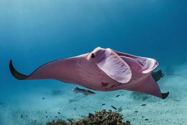 Photographer Captures Stunning Photos Of A Rare Pink Manta Ray