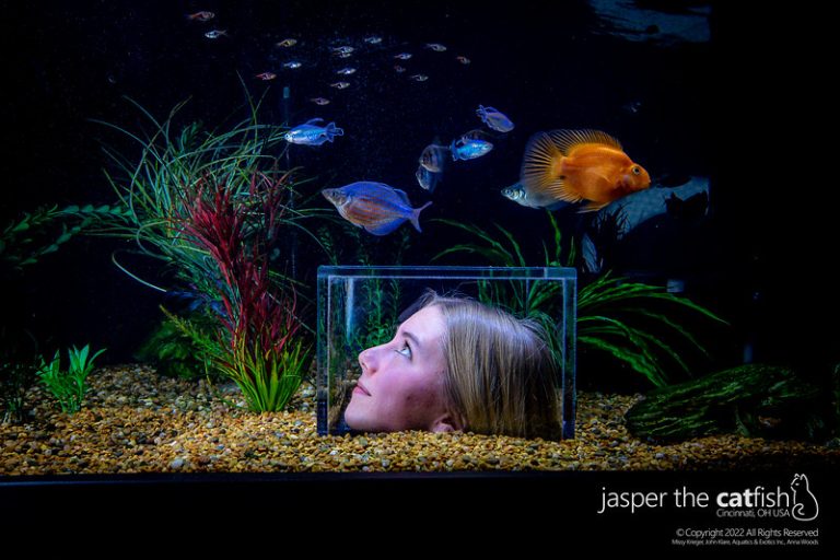 Family Designs A Custom Aquarium For Their Cat Who Loves Watching Fish