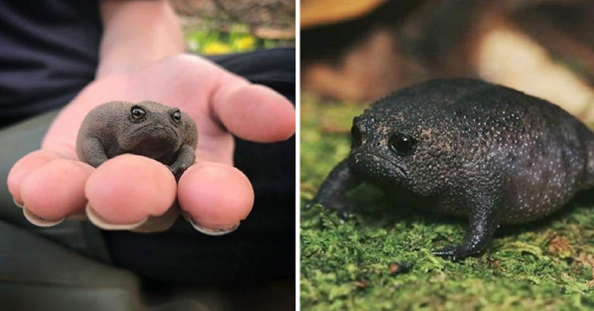 Meet The African Rain Frogs – The World’s Grumpiest Frog