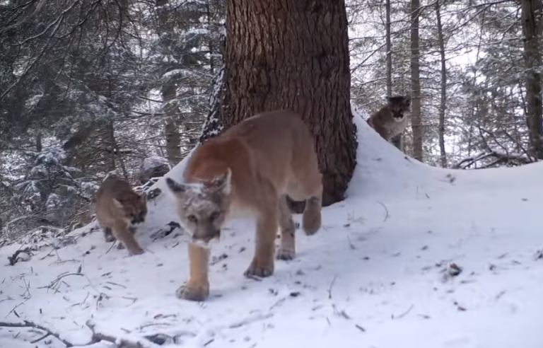 Trail Camera Catches A Female Mountain Lion And Her Adorable Cub