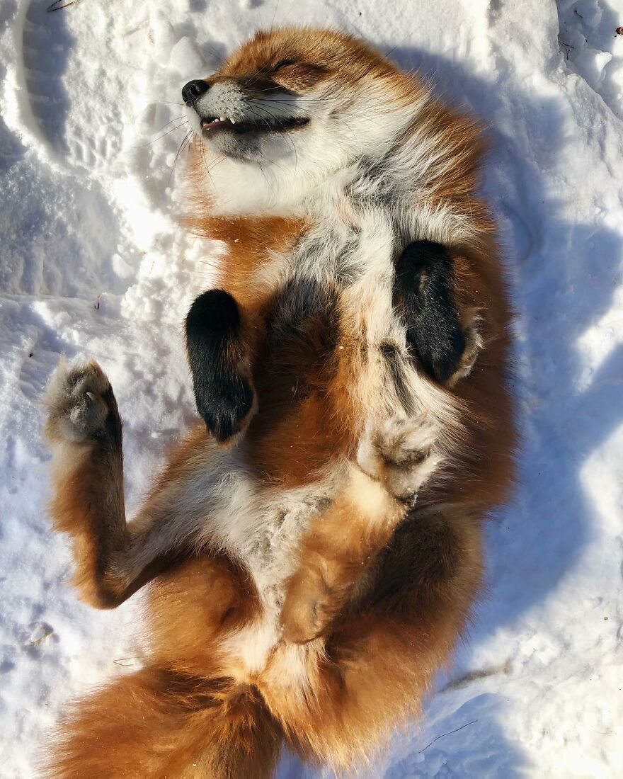 Guy saved a Wild Fox from Fur Farm and they became Best Friends ...
