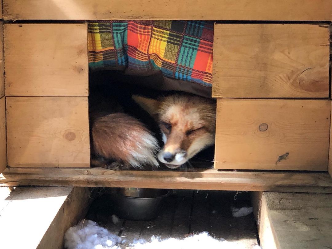 Guy saved a Wild Fox from Fur Farm and they became Best Friends ...