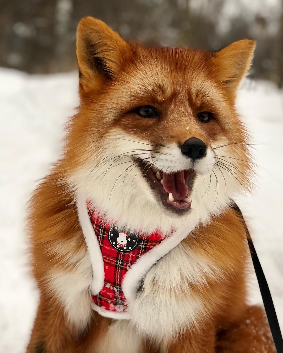 Guy Saved A Wild Fox From A Fur Farm And They Became Best Friends