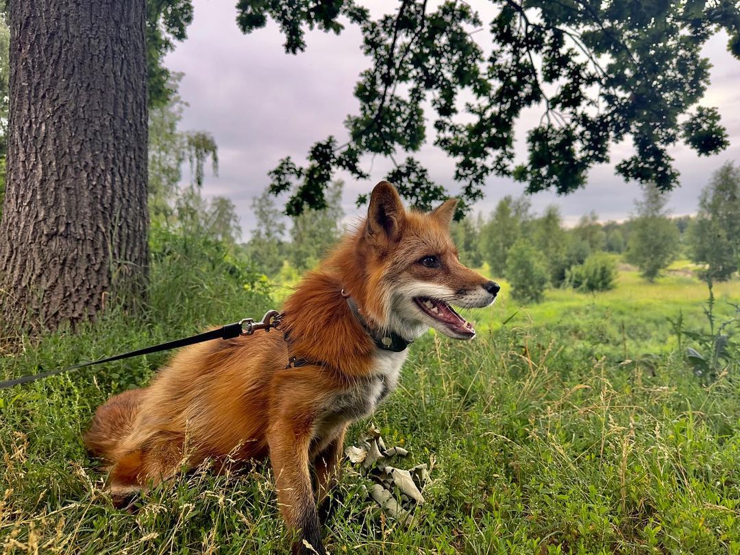 Guy Saved A Wild Fox From A Fur Farm And They Became Best Friends