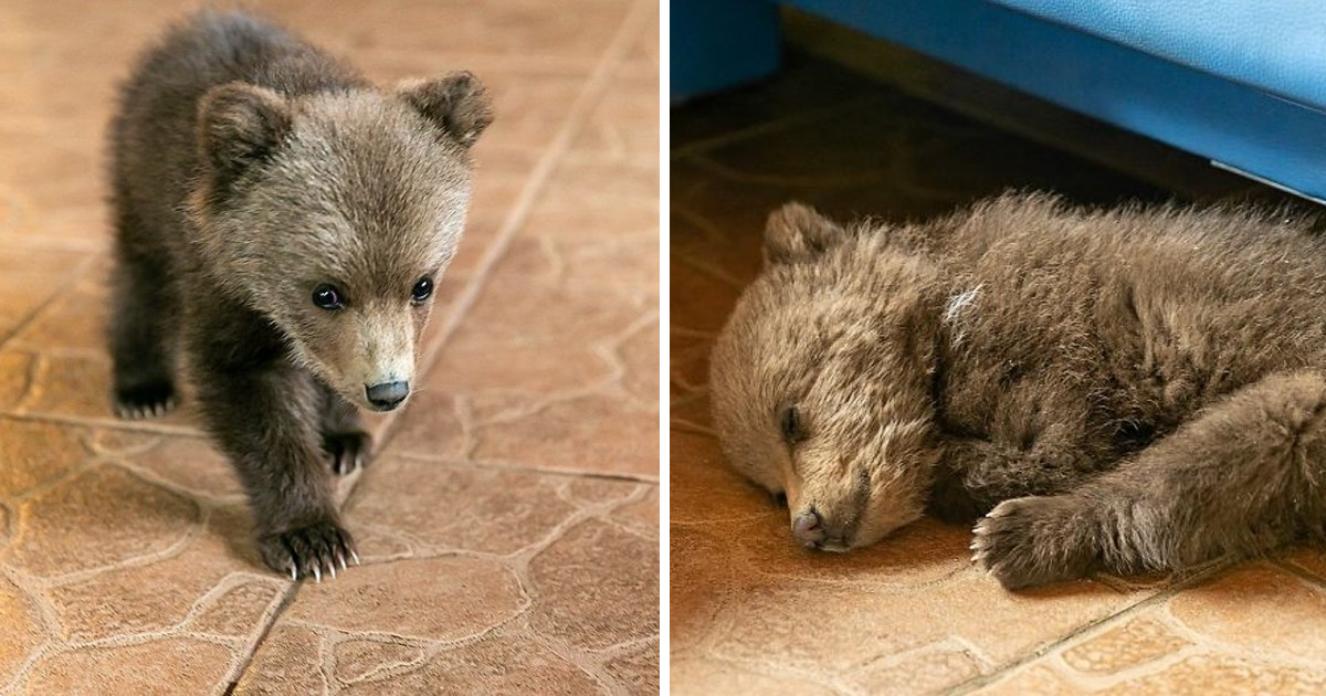 Bear Cub Wanders Into A Village And This Man Decides To Save Her