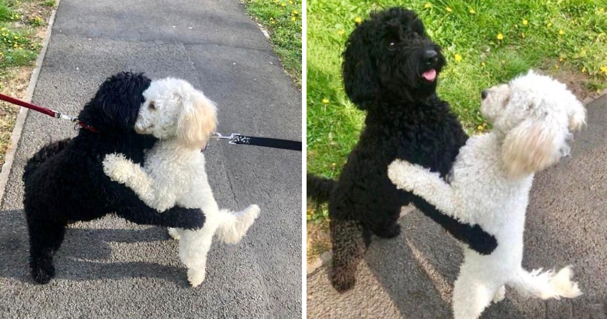 Dogs Siblings Recognize Each Other When They Meet On The Street