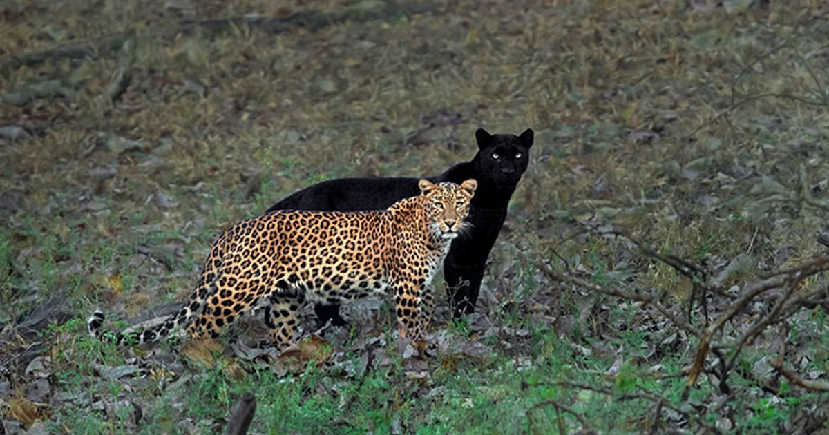 Wildlife Photographer Waits 6 Days For A Perfect Leopard And A Black ...