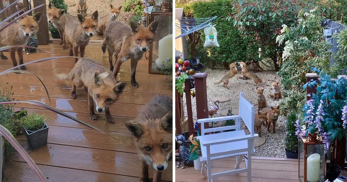 Woman Has Been Feeding The Same Family Of Foxes For Over 25 Years Now