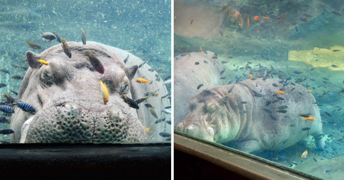 Sleepy And Cute Hippo Enjoying Underwater Spa